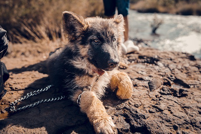 Najlepšie granule pre šteňatá podľa recenzií a testov (2025) | Ako vybrať?